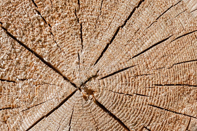 Old tree cut texture stock image. Image of bark, circle - 100327349