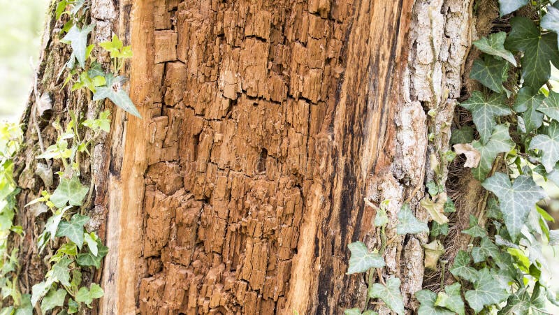Rotten Bark of a Tree Stump with Little Bug Stock Image - Image of ...