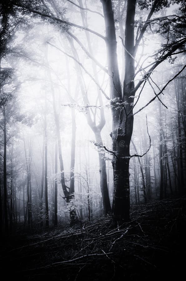 Old Tree in Dark Haunted Forest with Fog on Halloween Stock Photo ...