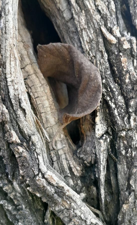 Old Tree with Dark Old Leaf between Hidden Stock Image - Image of tree ...