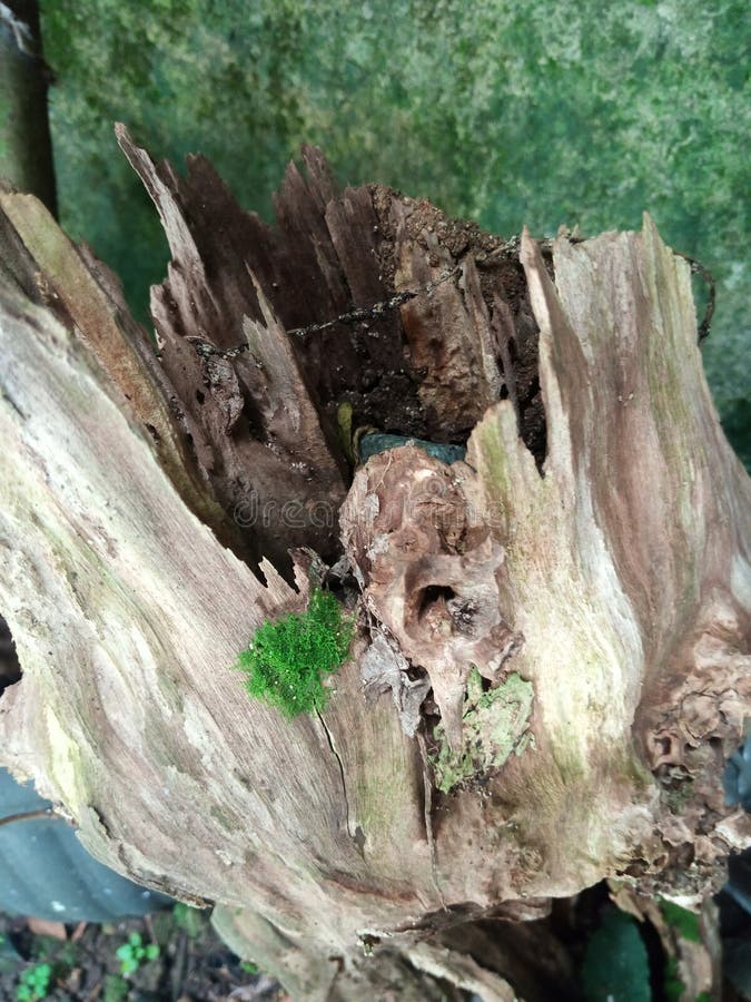 Old Tree Death in the Forest Stock Photo - Image of flower, nature ...