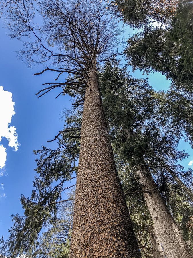 Old Tree Dhanaulti Mountain Uttarakhand Stock Photo - Image of tree ...