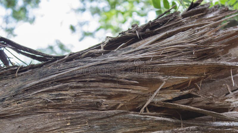 The old tree die stock photo. Image of abstract, backgrounds - 61570848