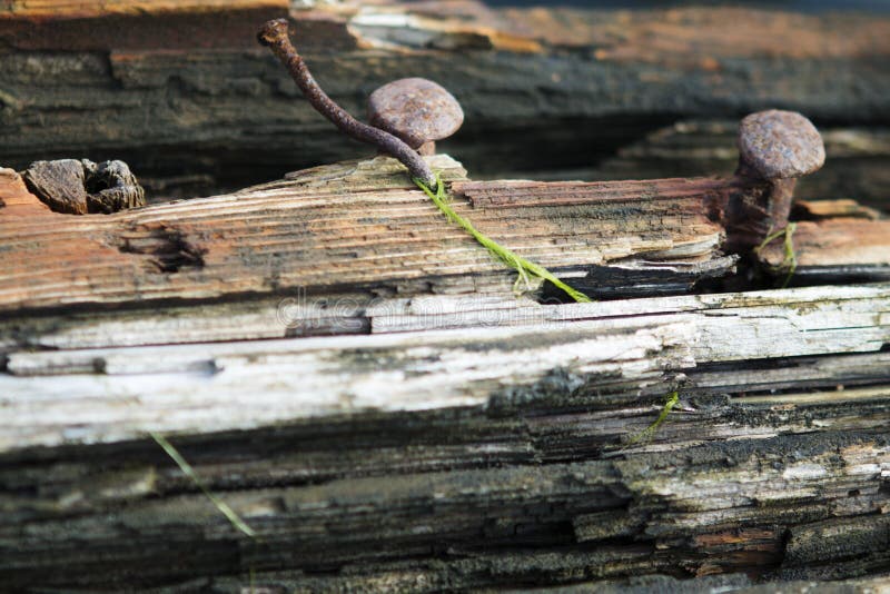 The Old Tree with Nails, the Remnants of the Ship. Stock Photo - Image ...