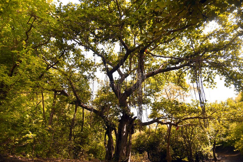 Old Tree with Dry Branches Landscape in Forest India Stock Image ...