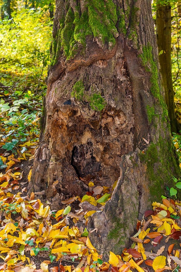Old Tree Eaten by Insects with a Clear Structure Stock Photo - Image of ...