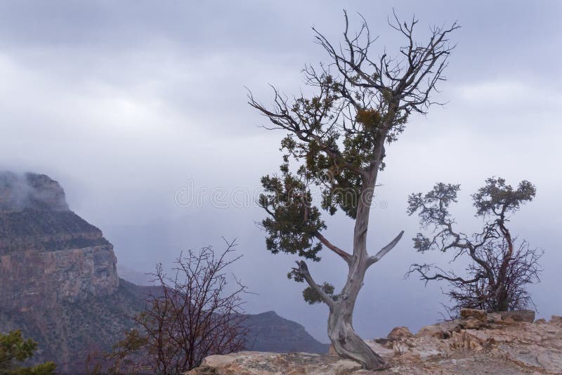 Tree on cliffs edge stock image. Image of colorful, range - 7658865