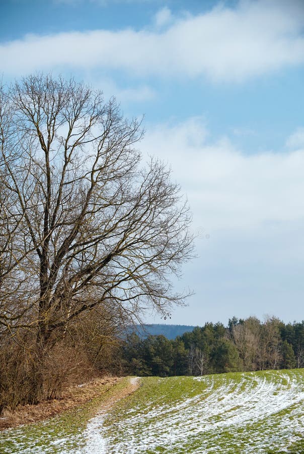 An Old Tree at the Edge of the Field Stock Image - Image of obsolete ...