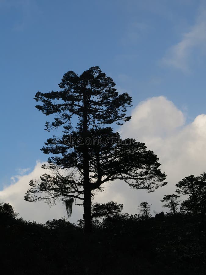 Old Tree in the Everest National Park Stock Photo - Image of everest ...