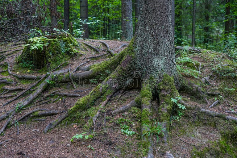 Old Tree with Exposed Roots in a Forest, Covered with Moss Stock Image ...