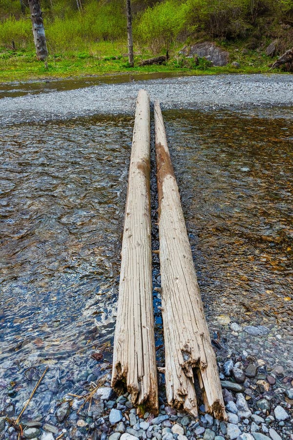 Old Tree Fallen into the River. Trunk of Old Spruce Rotting in Water ...