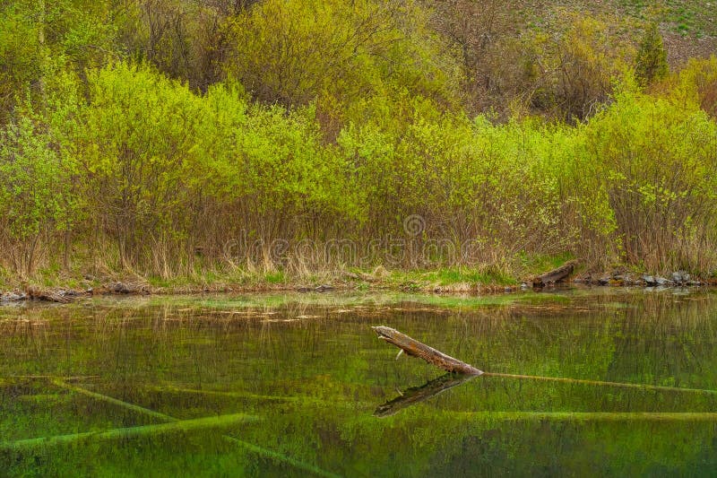 Old Tree Fallen into the River. Trunk of Old Spruce Rotting in Water ...
