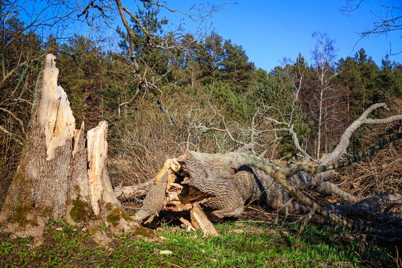 Old Tree Fallen from the Wind Stock Image - Image of tree, aftermath ...