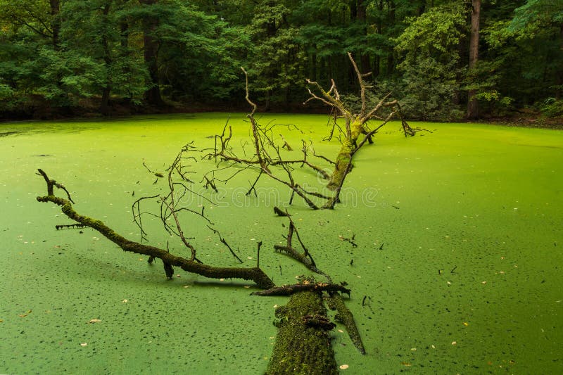 Old Tree Falling into Green Swamp Small Pond. Czech Landscape Stock ...