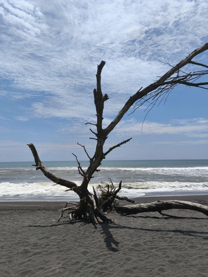 Old Tree Falls on the Beach Stock Photo - Image of tree, falls: 358064368