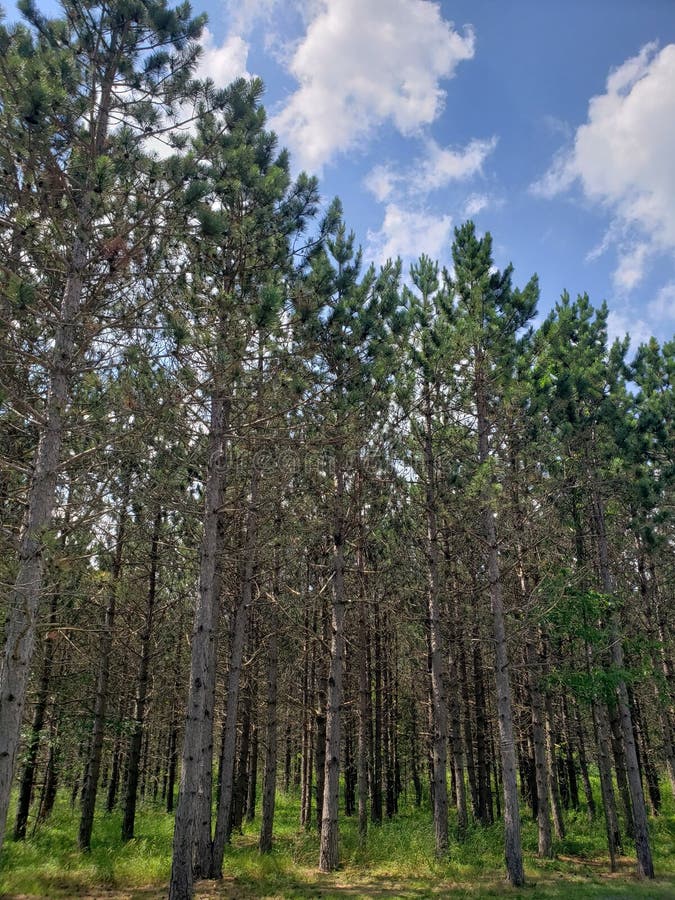 Old Tree Farm with Rows of Planted Trees Stock Image - Image of large ...
