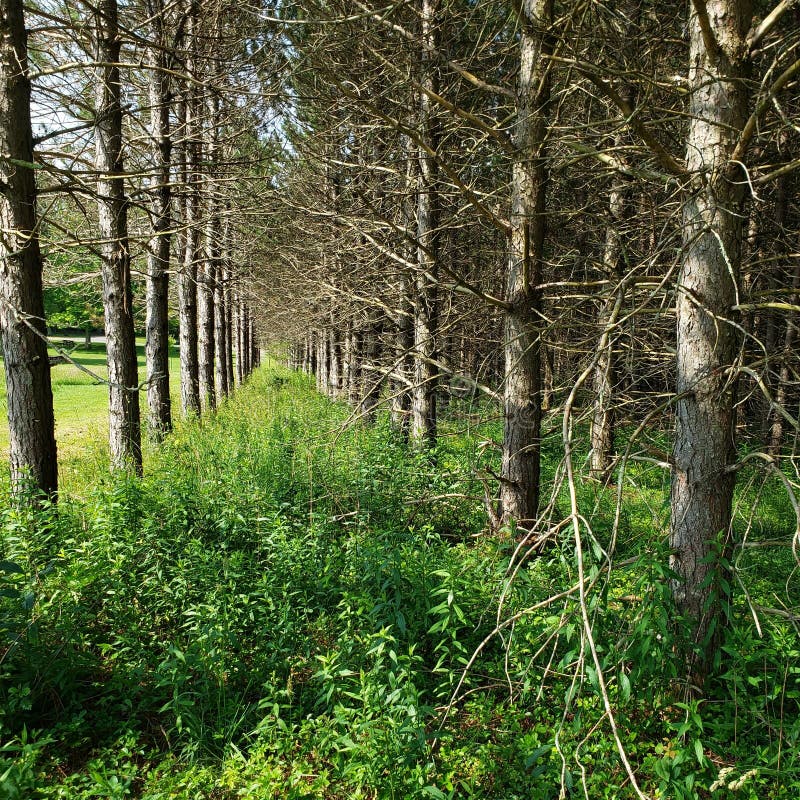 Old Tree Farm with Rows of Planted Trees Stock Photo - Image of country ...