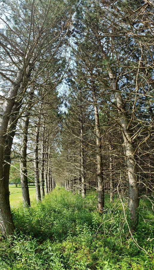 Old Tree Farm with Rows of Planted Trees Stock Image - Image of color ...