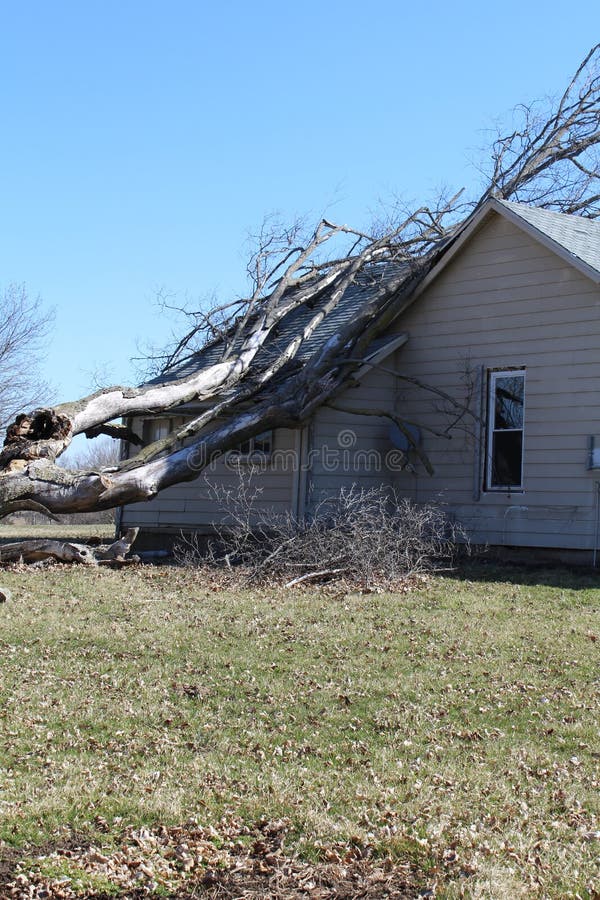 Tree Fell Over Driveway and Wires during a Tropial Storm Stock Photo ...