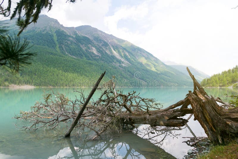An Old Tree Fell into the Lake. Stock Image - Image of travel, falling ...
