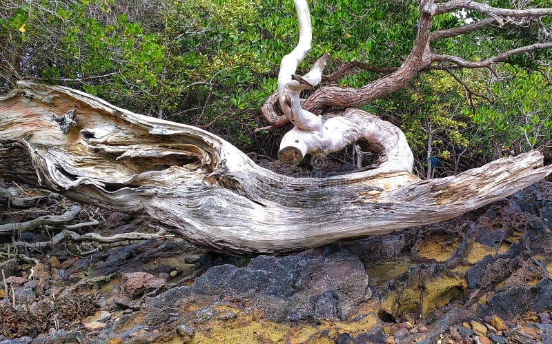 An old tree fell on a rock stock image. Image of clusters - 267272383