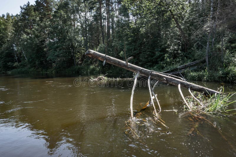 An Old Tree Fell into the Water, Stock Image - Image of damage, lake ...