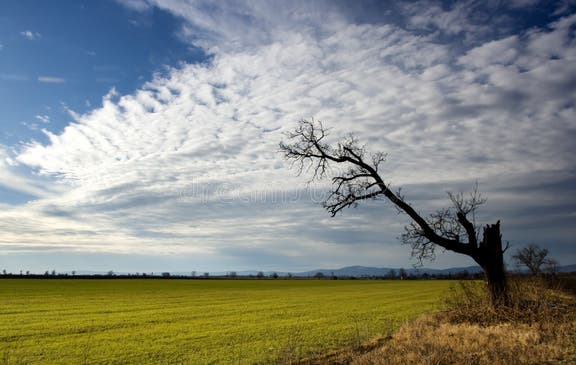 Old tree in field stock image. Image of clouds, grass - 13287209