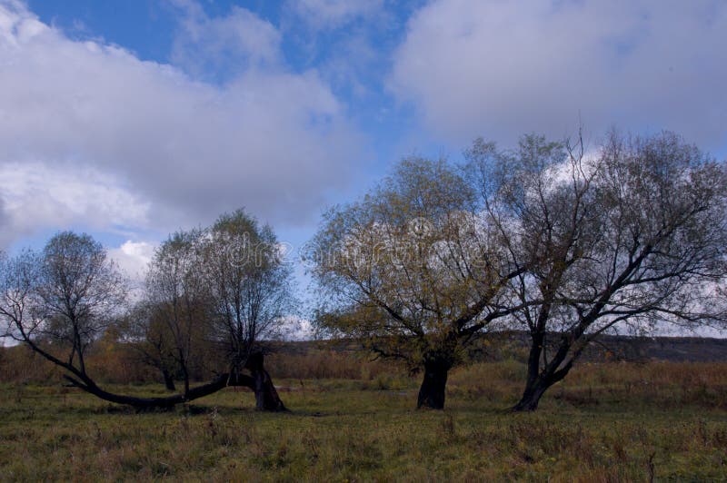 Old tree in the field stock image. Image of sunset, skysummer - 79073435