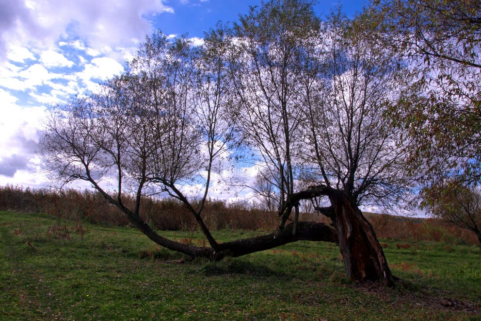 Old tree in the field stock photo. Image of flowers, herd - 79073512