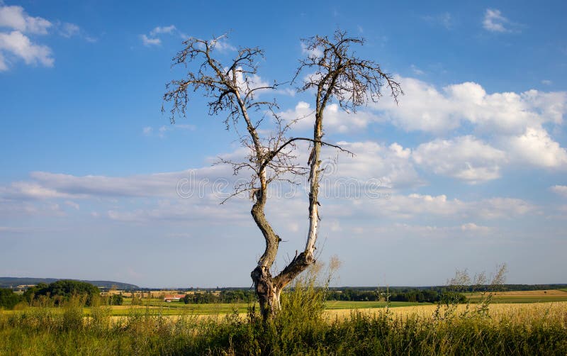 Tree in the Field, Czech Republic, Dried Tree Stock Photo - Image of ...