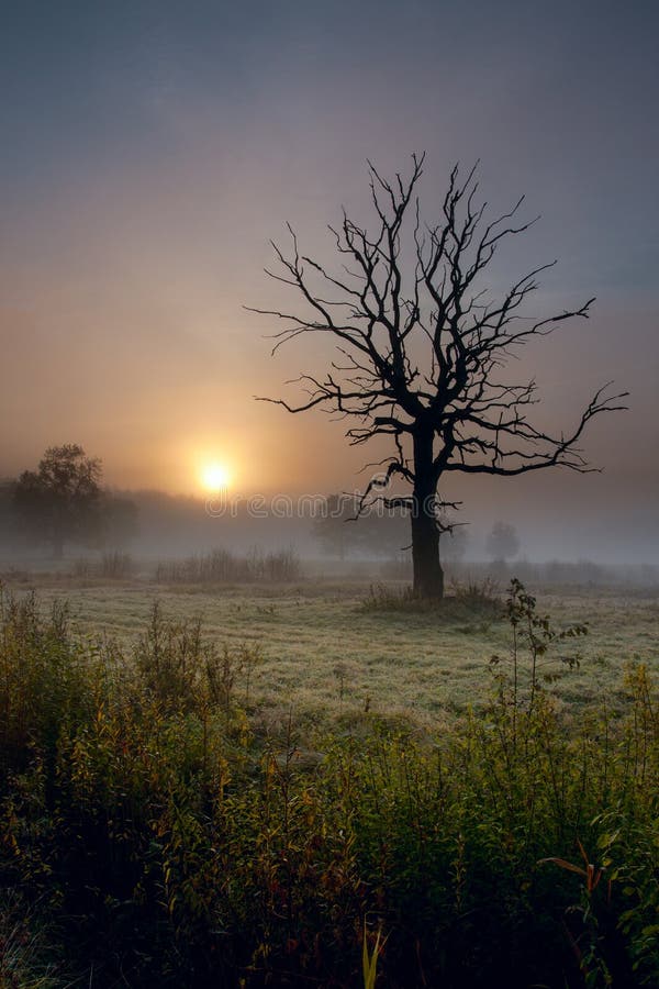 Old Tree in the Field with Fog Stock Image - Image of natural, mist ...