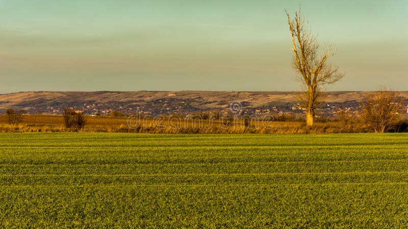 Old tree in the field stock photo. Image of landscape - 106989254