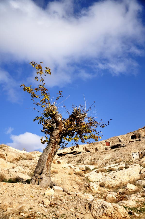 Old Tree in the Field at Maaloula Stock Image - Image of jesus, clouds ...