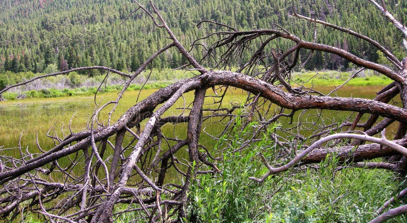 Old tree in the field stock image. Image of rocky, field - 135410927