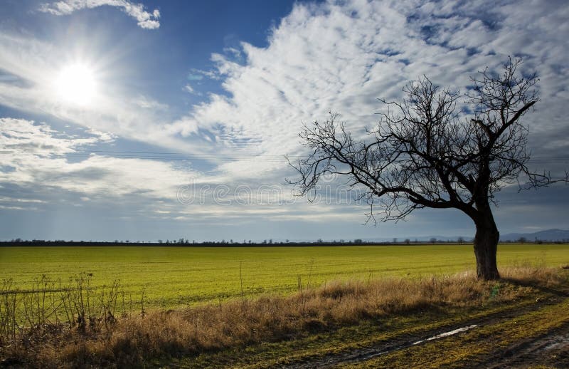 Old tree in field with sun stock image. Image of colored - 13287247
