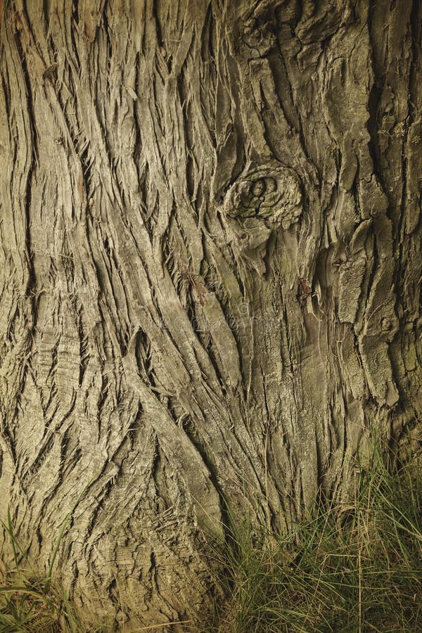 Old Tree Foot, Abtract Background Stock Image - Image of soil, ecology ...