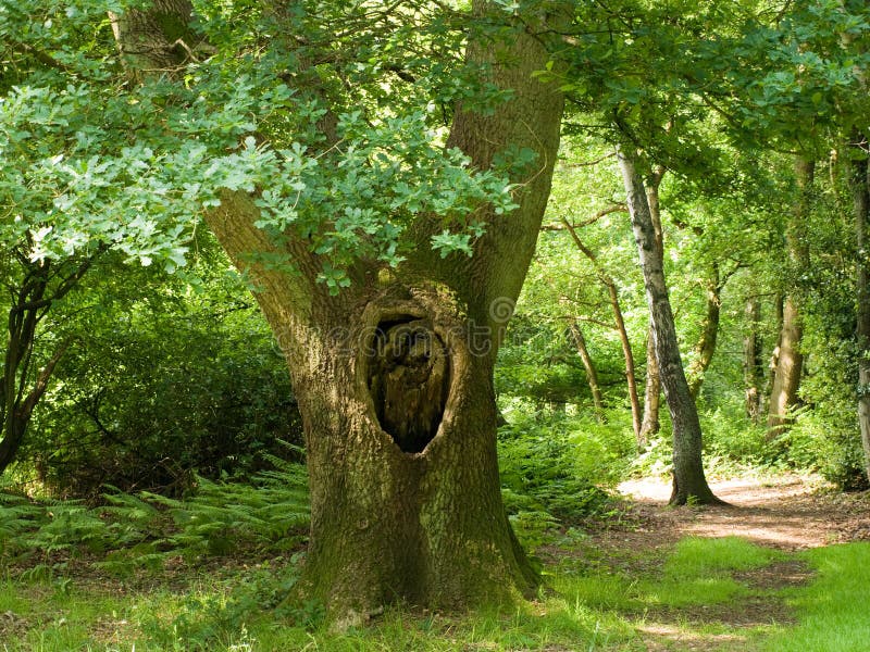 Old tree in forest stock image. Image of tree, grass, leaning - 5770135