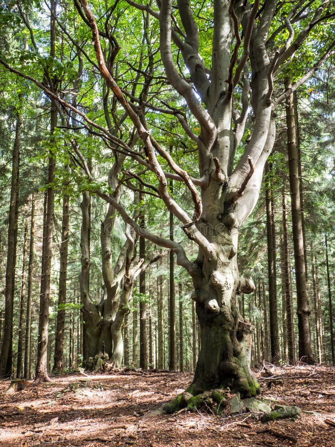Old tree in the forest stock image. Image of giant, peaceful - 102636223