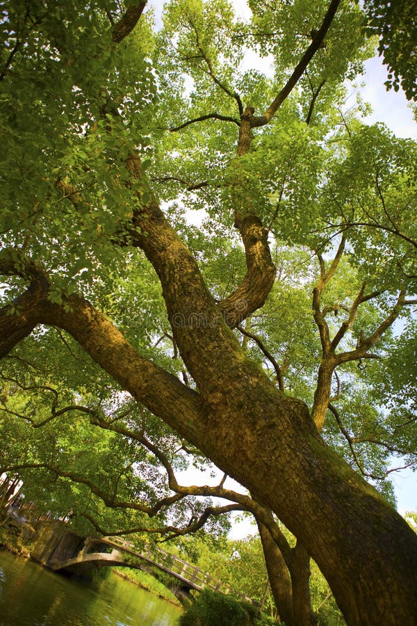 Old tree in forest stock image. Image of outside, details - 35340657