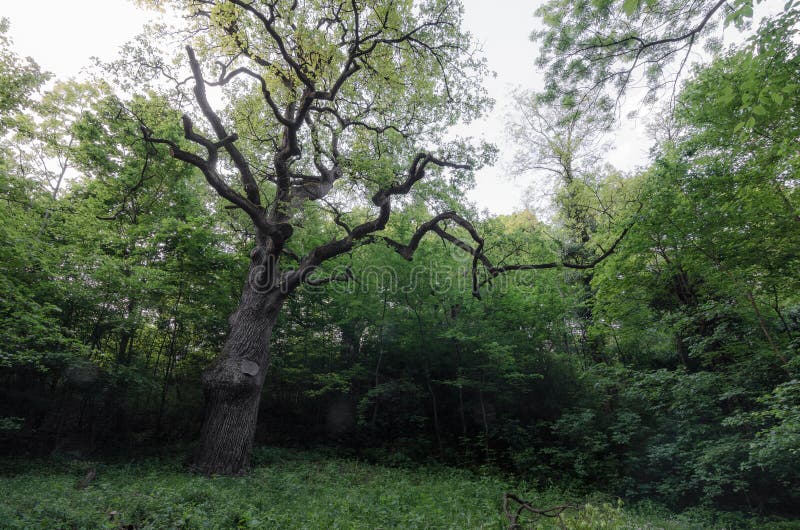 Old tree in forest stock photo. Image of high, organic - 83124202