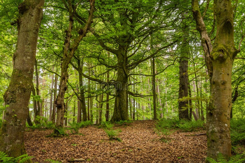 Old Tree in Forest stock photo. Image of isolated, foliage - 72156678