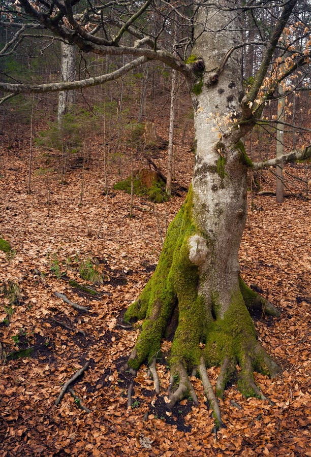 Old tree in forest stock photo. Image of forest, brown - 39582446