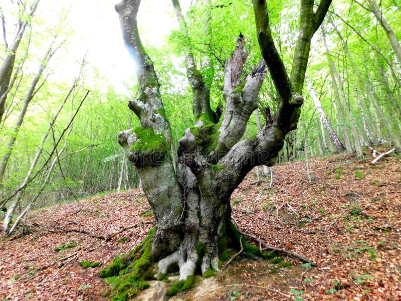 Old tree in forest stock image. Image of tree, greenery - 120164355