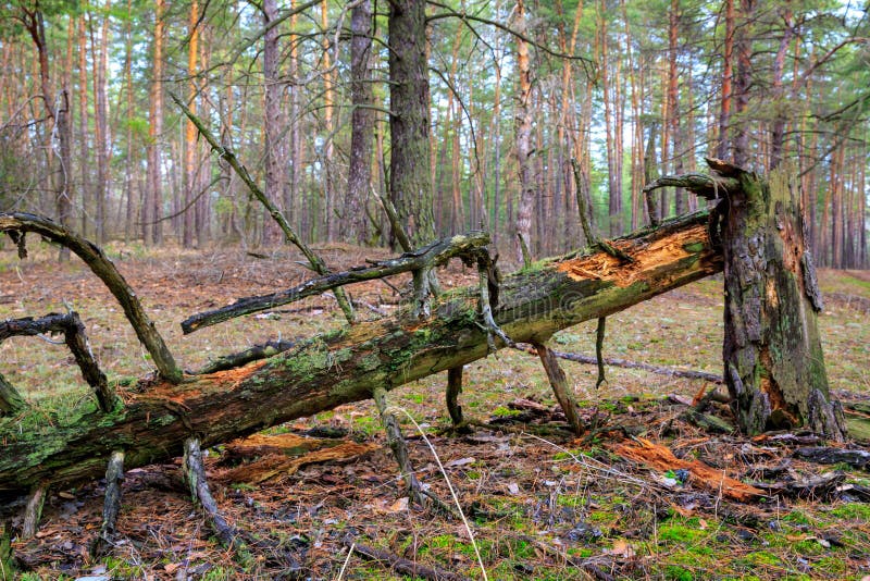 Old tree in forest stock image. Image of pine, environment - 68127013