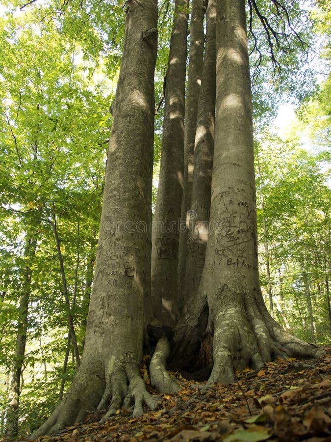 Old tree in the forest stock photo. Image of light, reserve - 90755116