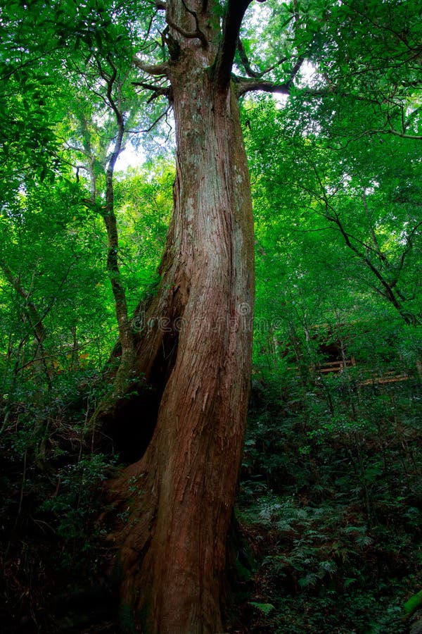 The old tree stock image. Image of tree, thousands, forest - 68910973