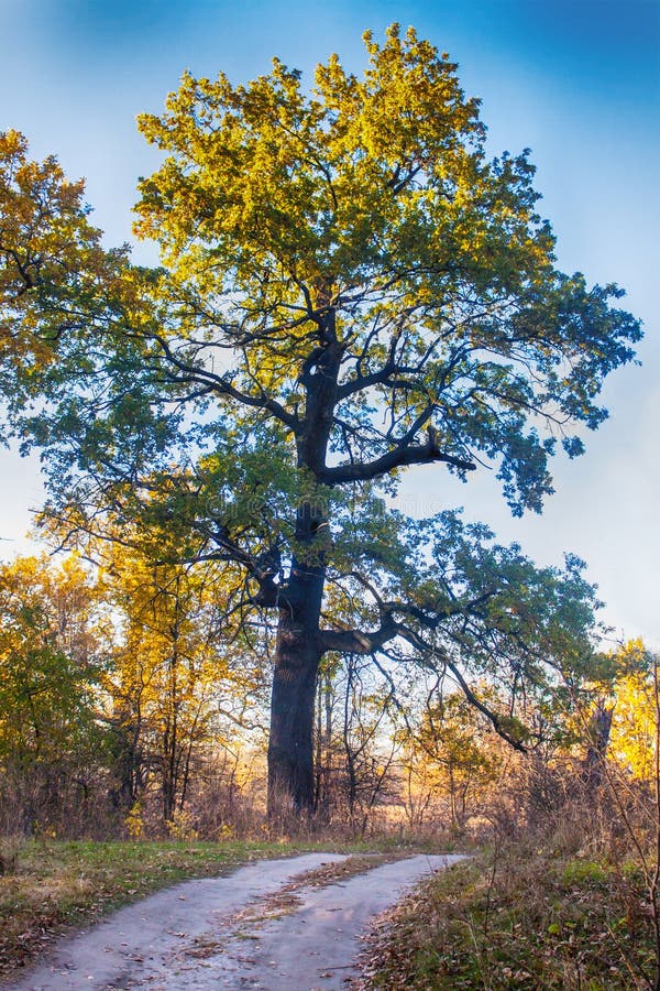 Old tree on a forest trail stock image. Image of countryside - 57836685