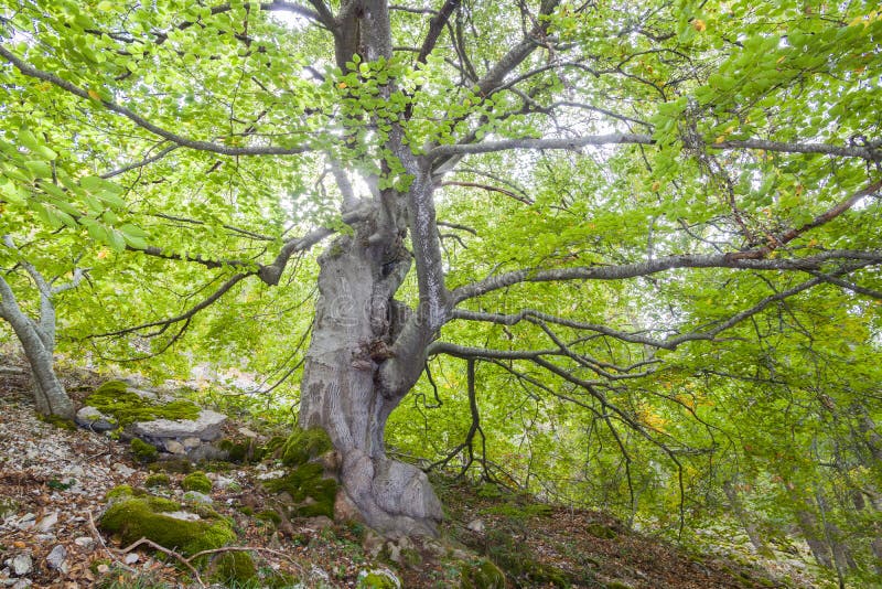 Old Tree in the Forests of North Spain Stock Image - Image of ...