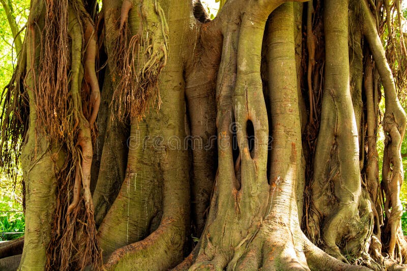 Old tree forms stock image. Image of textured, abstract - 116758703