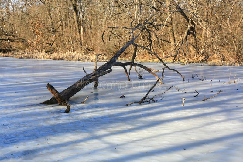 Old tree among frozen lake stock image. Image of natural - 140989615